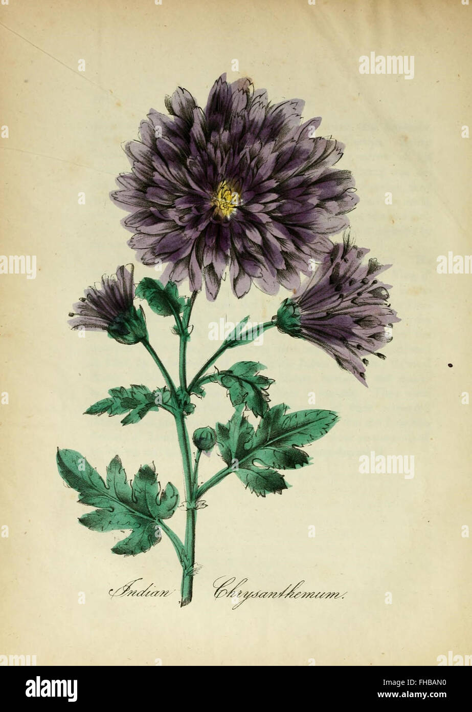 The American Flora - A Pictorial Study of Medicinal Plants and ...