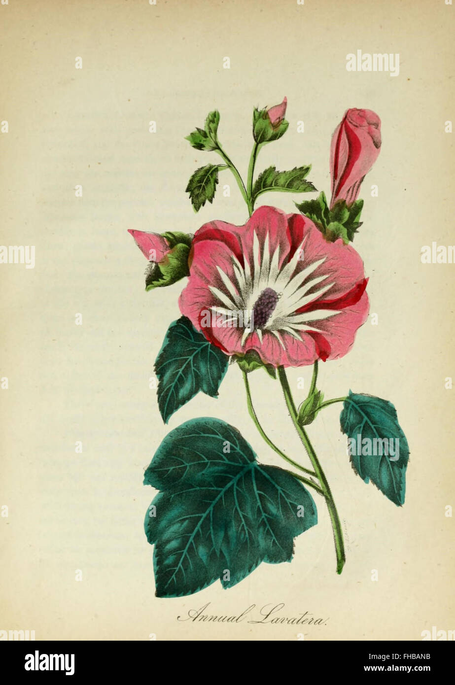 The American Flora provides an illustrated guide to the diverse plant ...