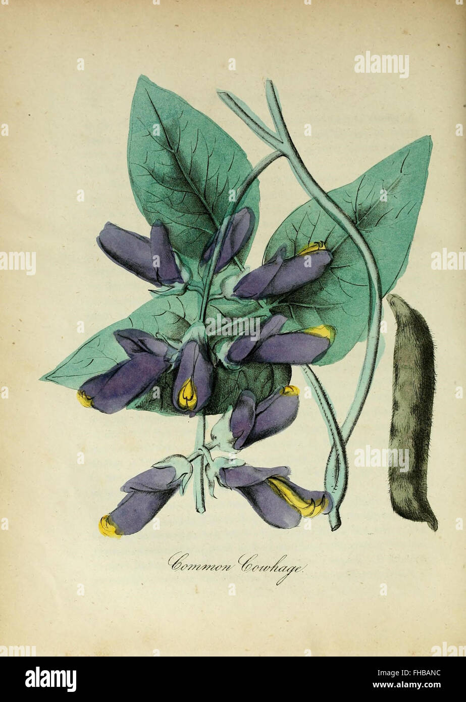 The American Flora, a pictorial work documenting medicinal plants and ...