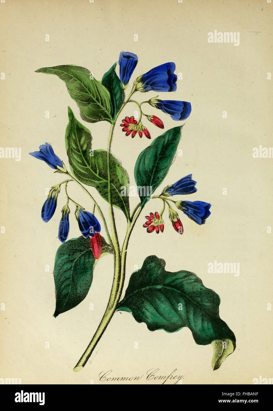 'The American Flora' is a botanical work focusing on North American ...