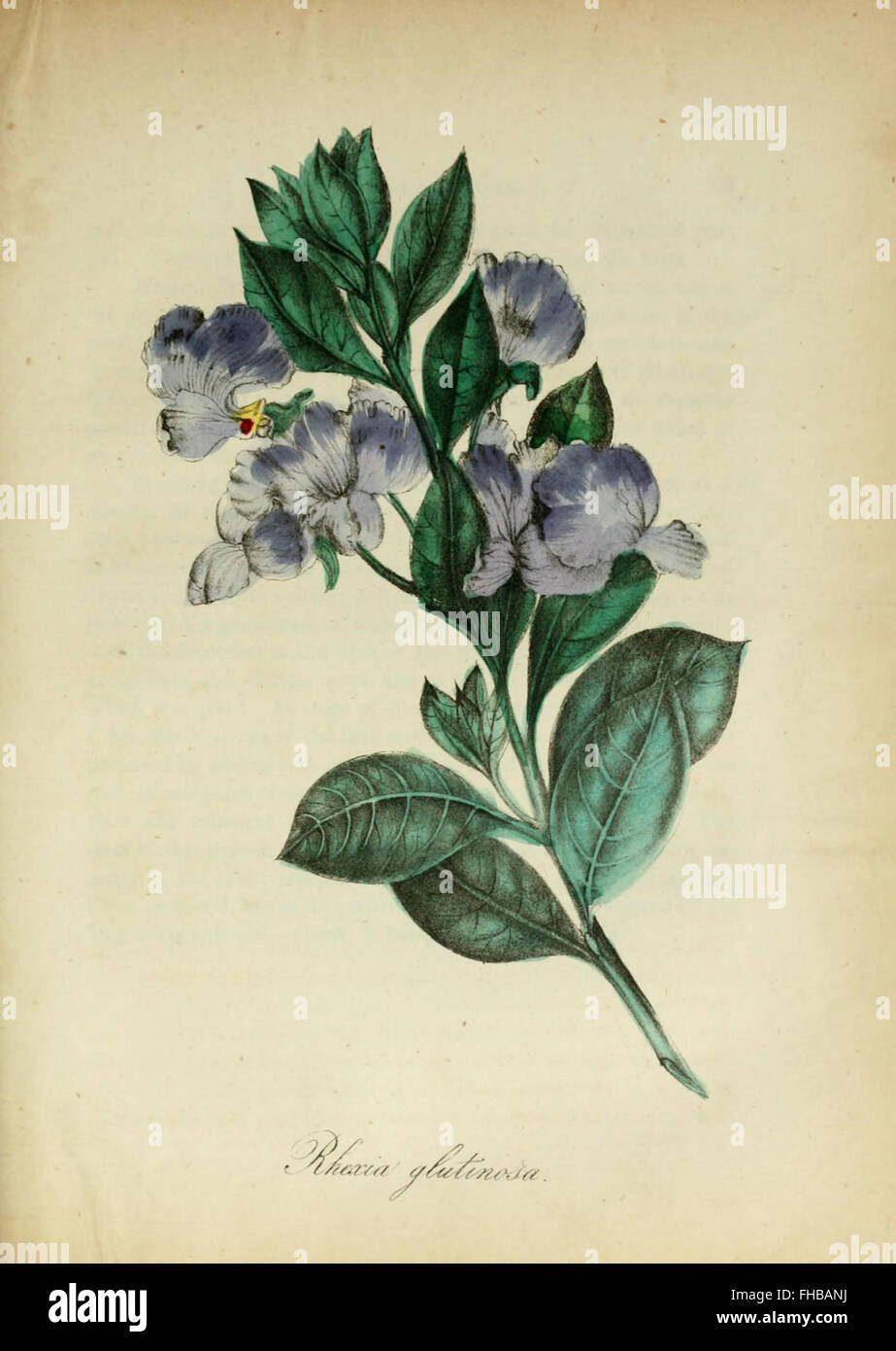 The American flora, Medicinal plants Mertz Library, The New York ...