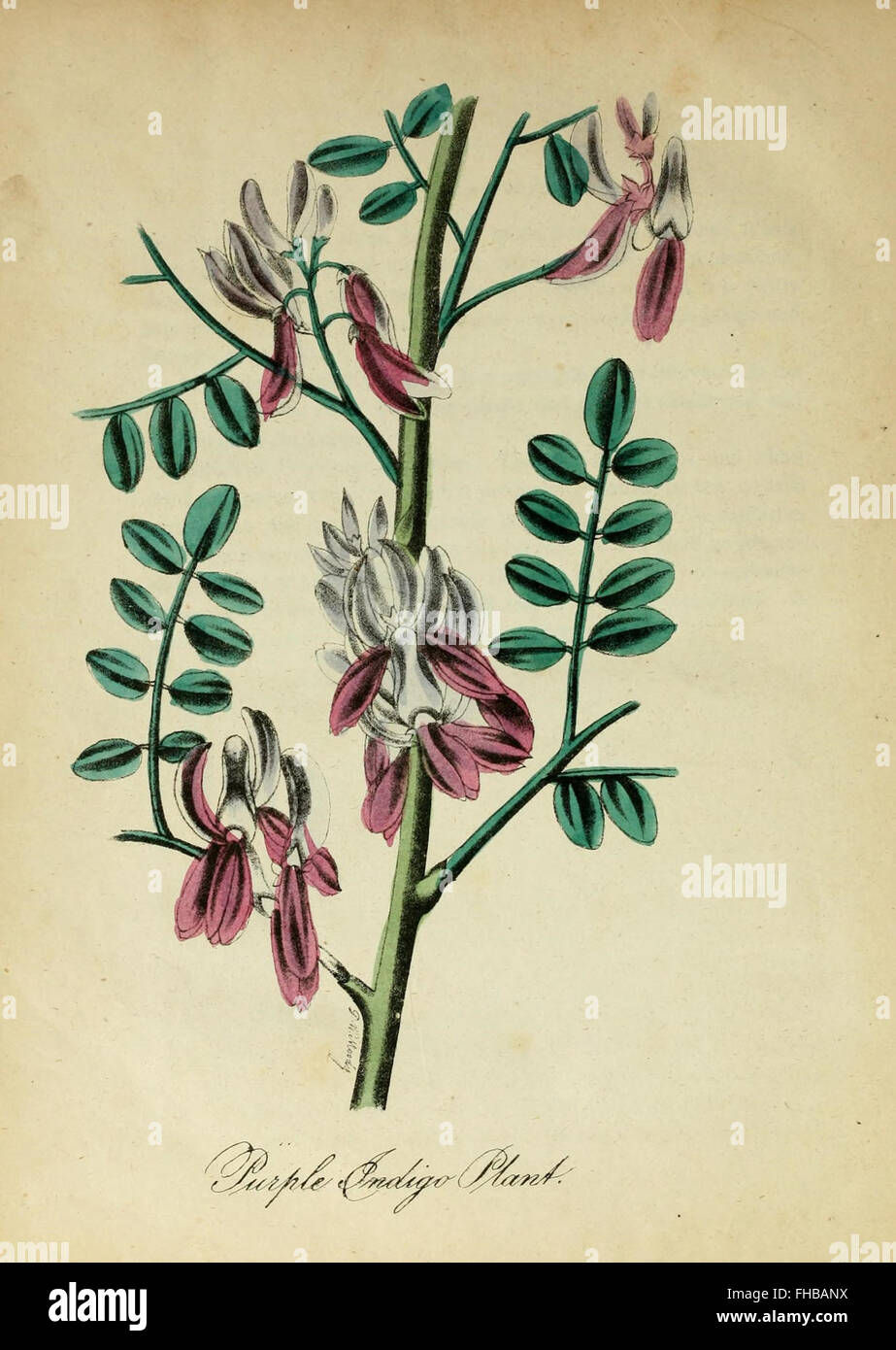 A comprehensive guide to the native flora of North America, focusing on ...