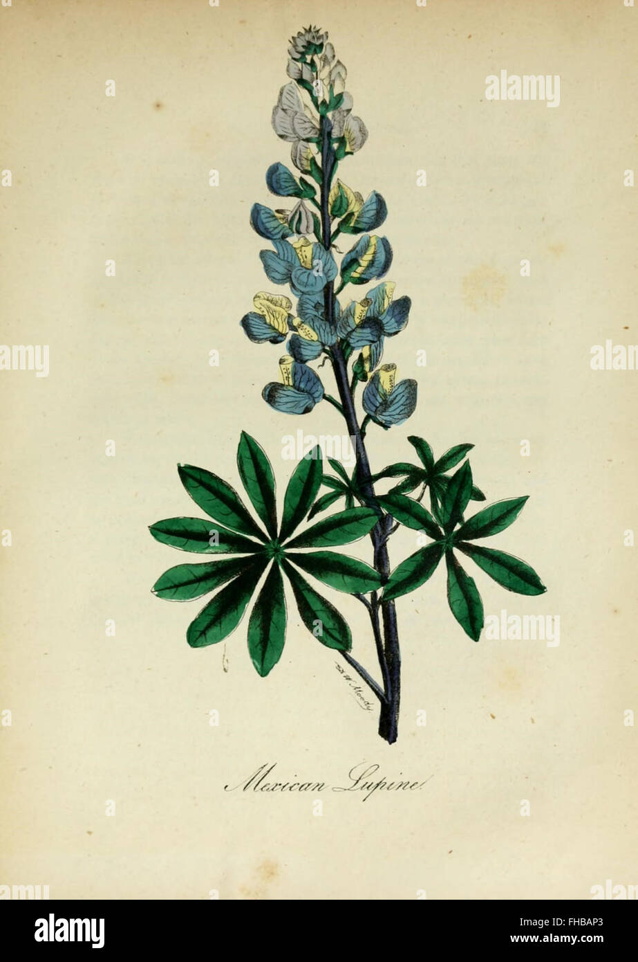 The American flora, Medicinal plants Mertz Library, The New York ...