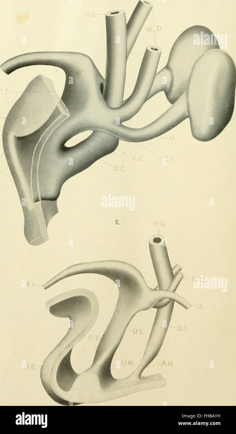 American journal of anatomy hi-res stock photography and images - Alamy