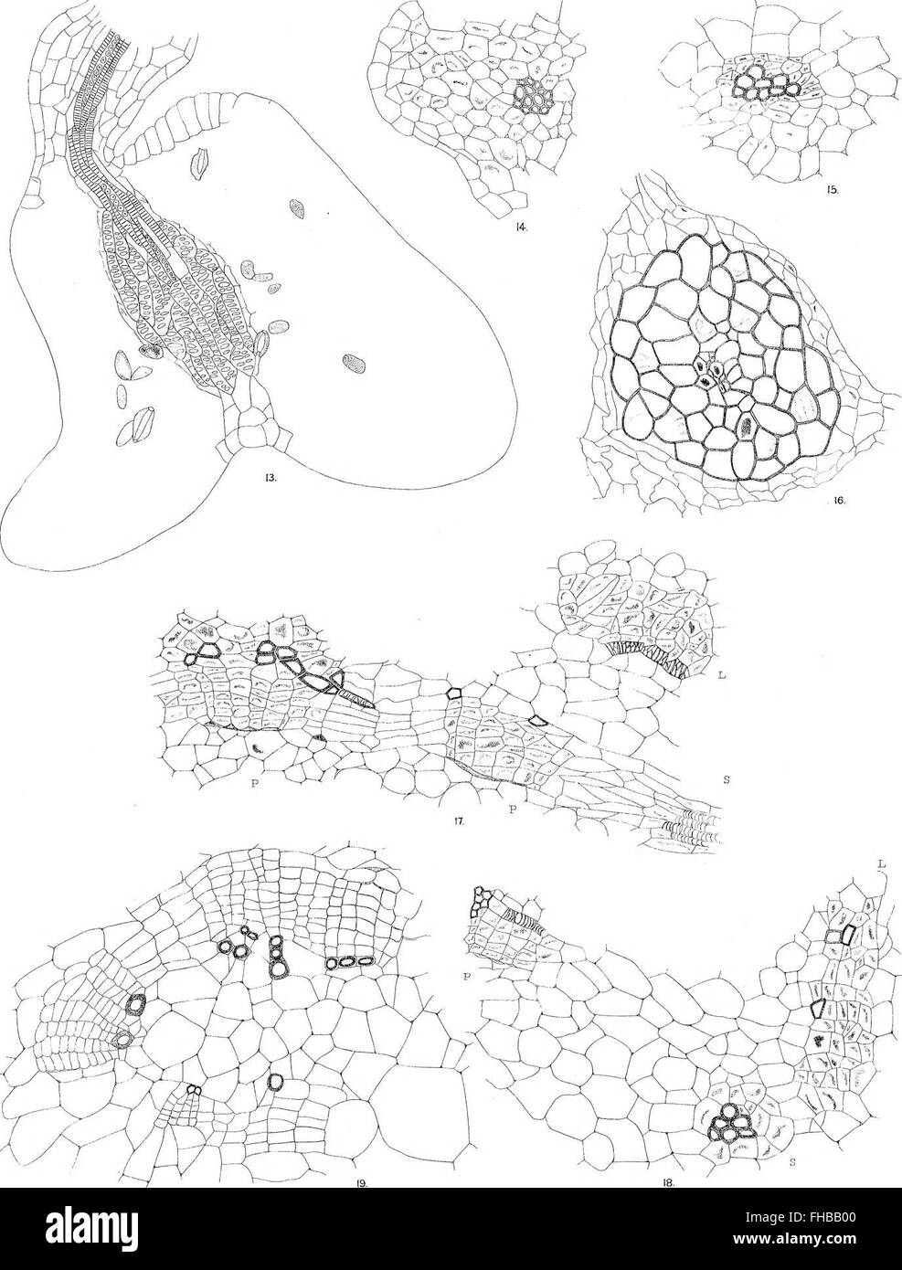 The Anatomy and Morphology of the Leaves and Inflorescences of ...