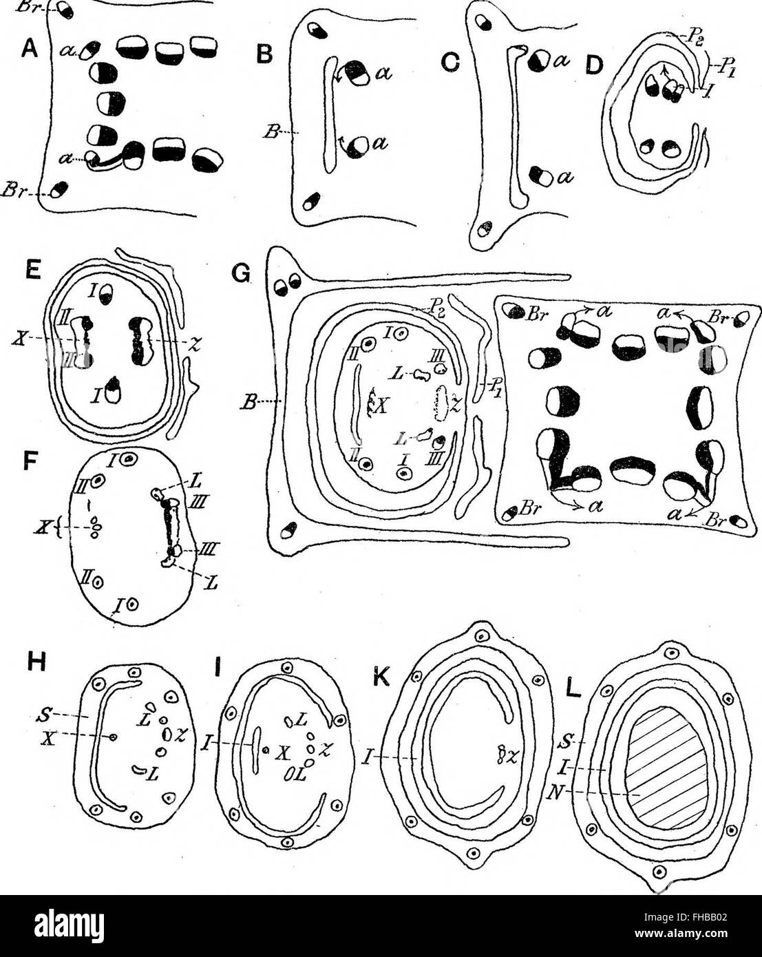 A scientific study on the anatomy, morphology, and reproductive ...