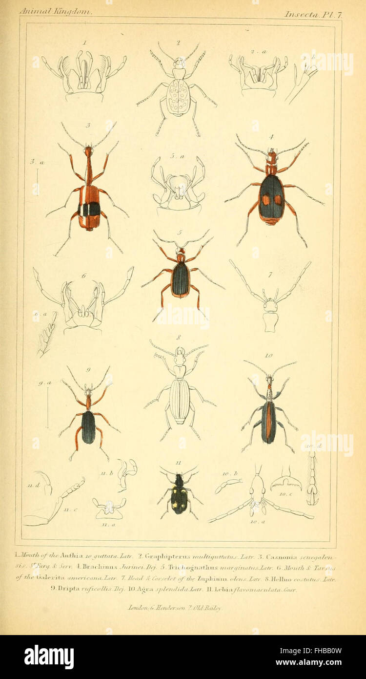A foundational work in zoology, categorizing animal species based on ...