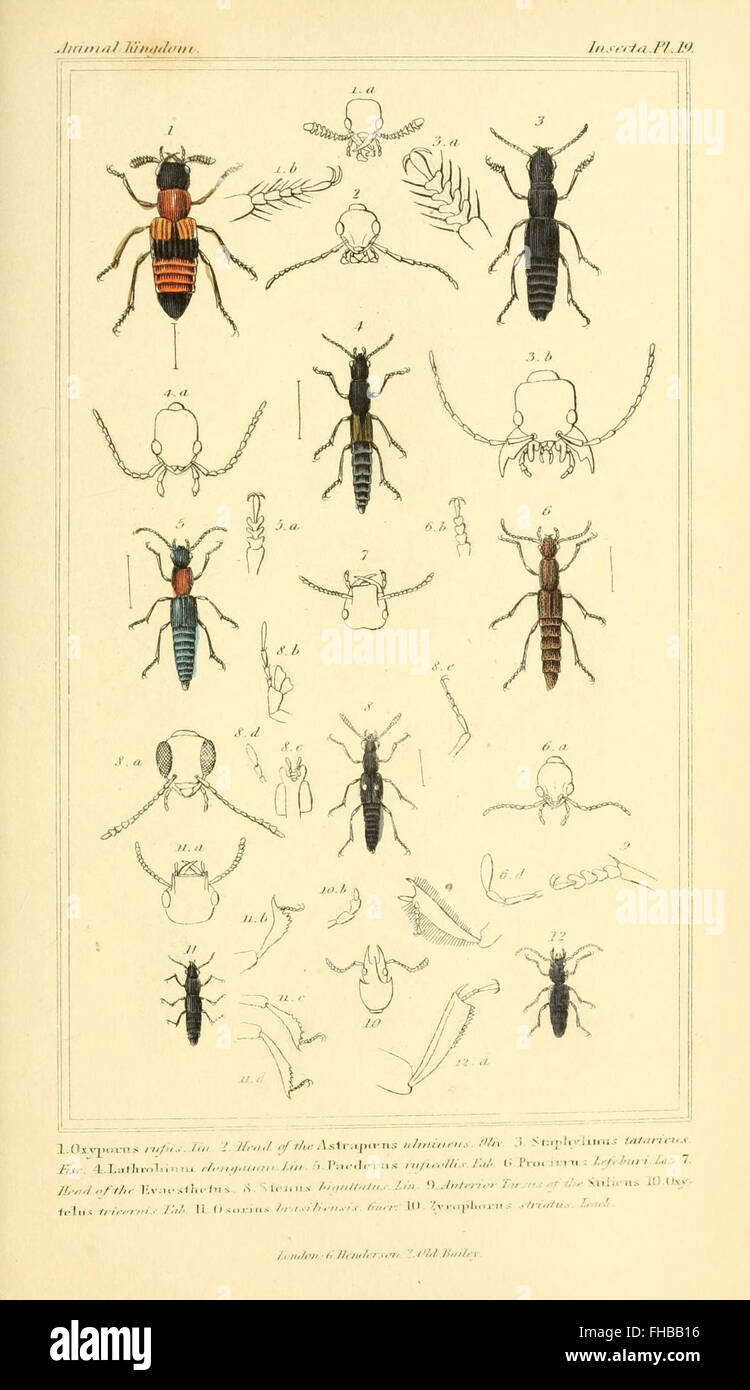 An early zoological classification of animals, presenting a structured ...