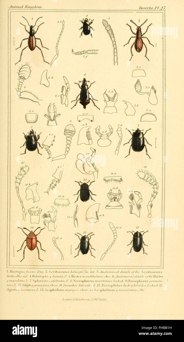 A foundational work on zoology, focusing on animal classification and ...