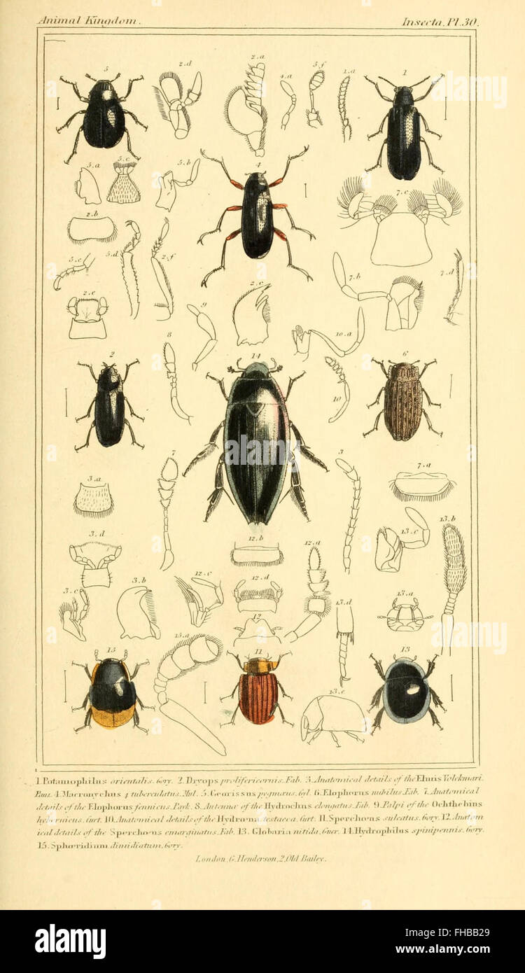 The animal kingdom, arranged according to its organization, serving as ...