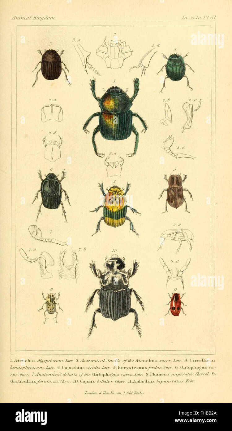 A foundational work in zoology, organizing the animal kingdom according ...