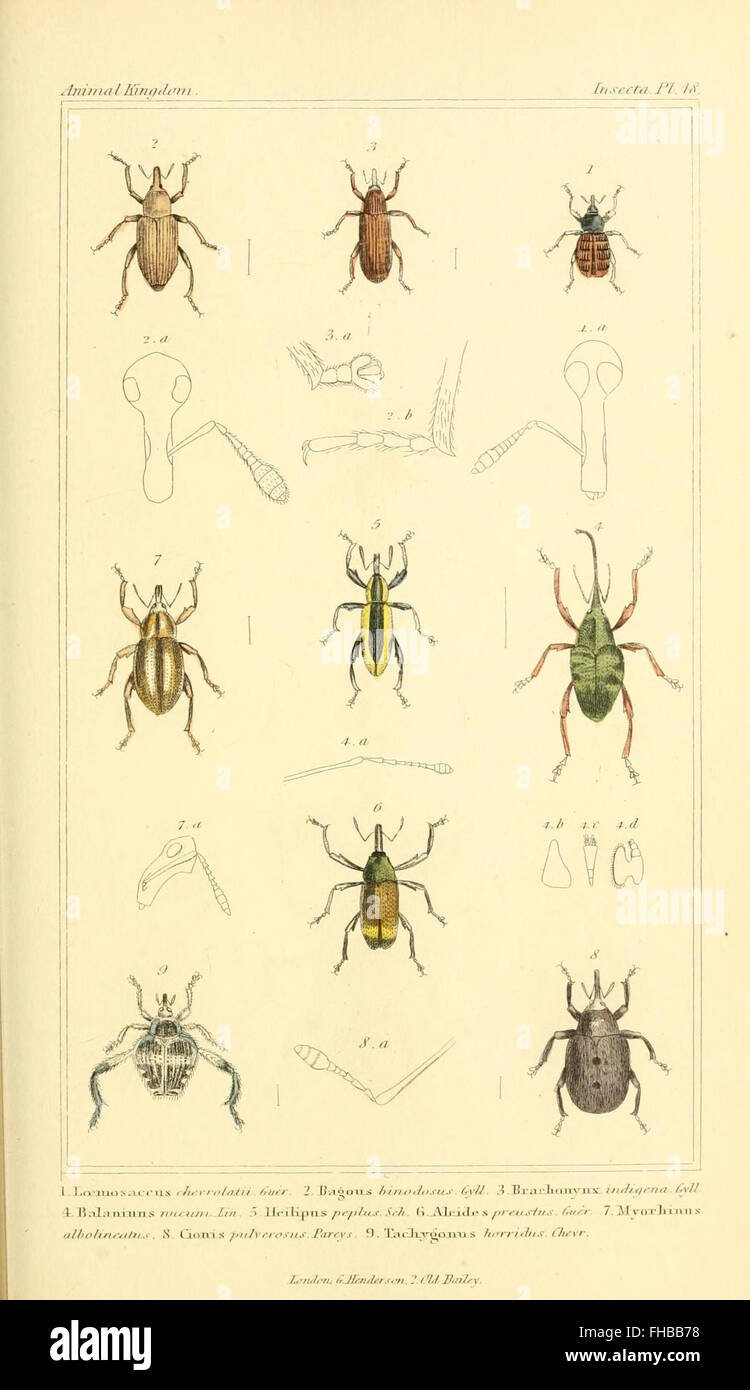 A foundational work on the animal kingdom, categorizing animal species ...