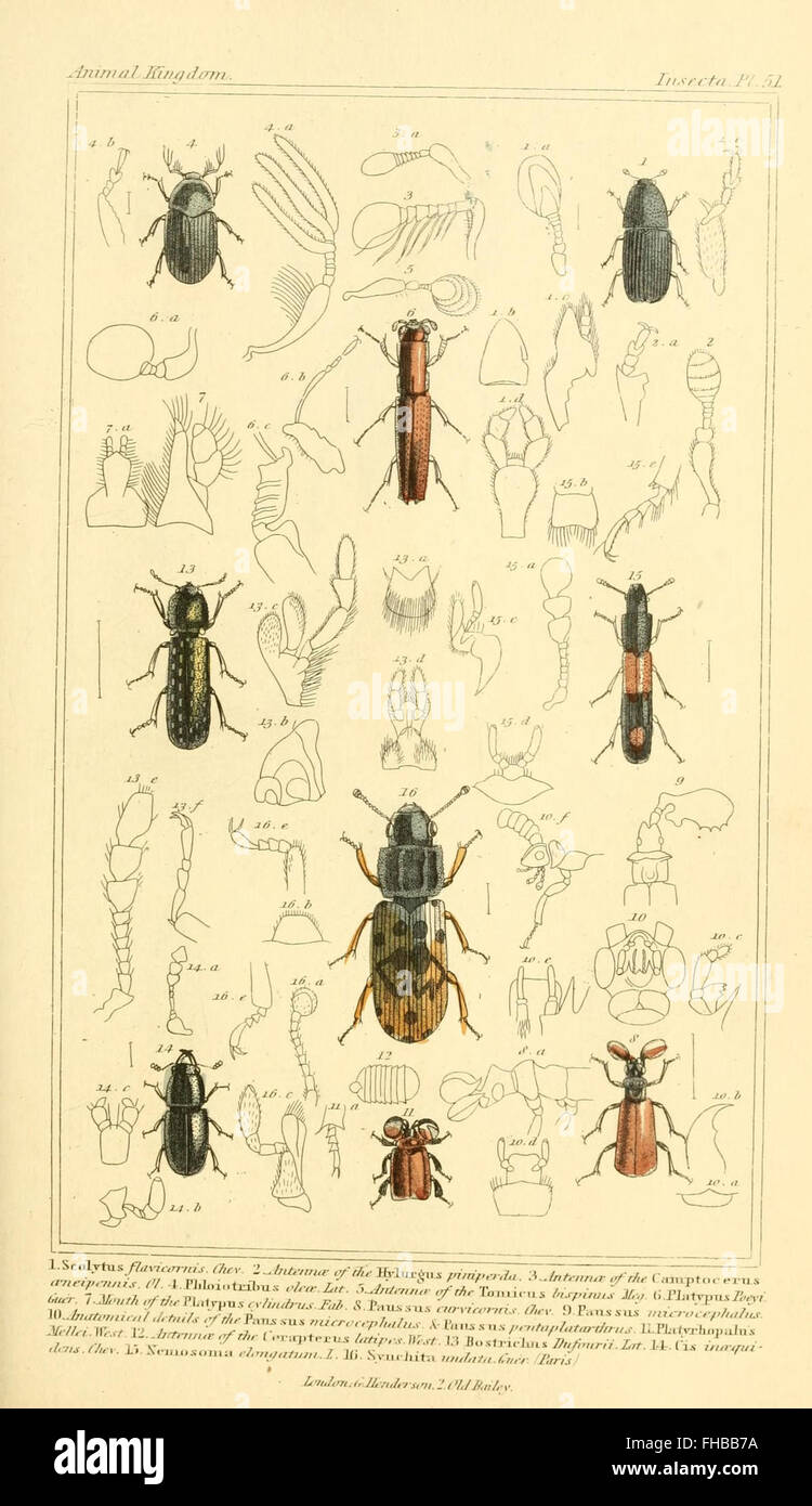 A detailed work on the classification of animals, providing an ...