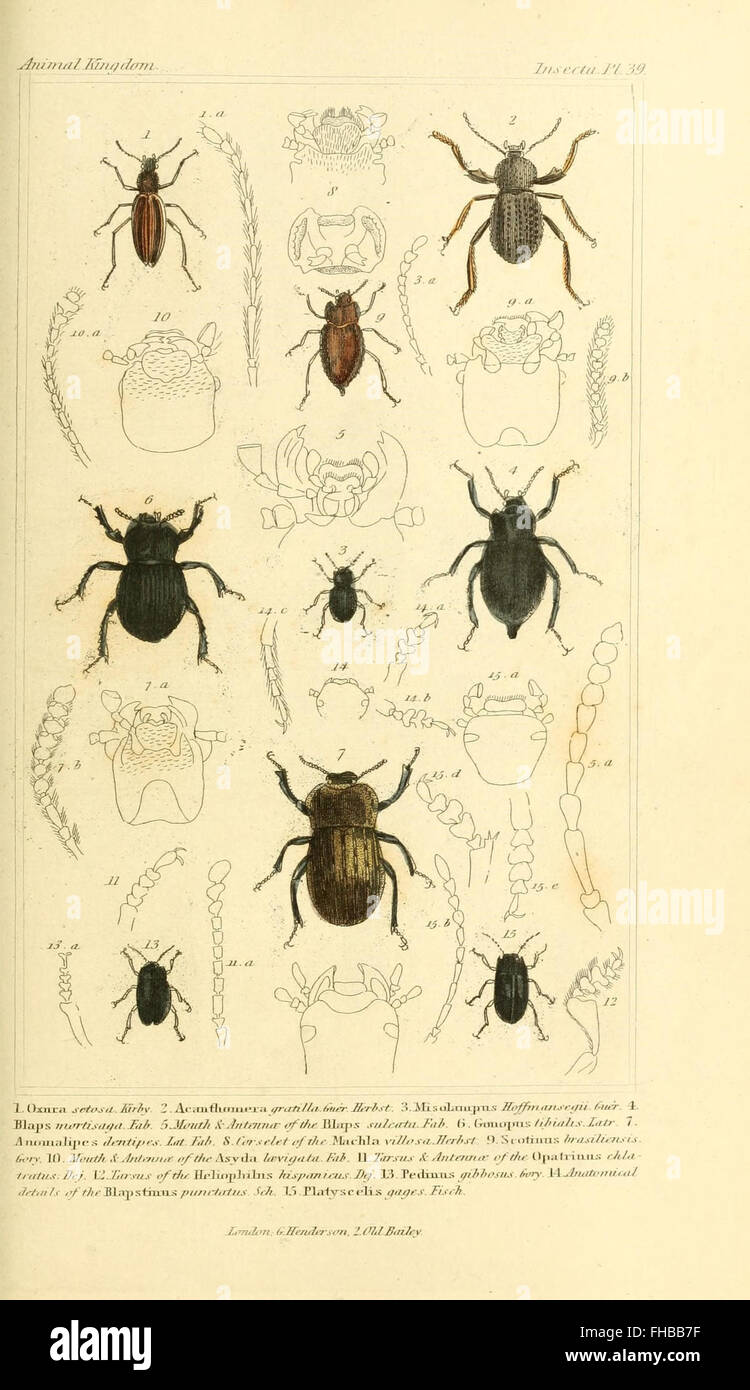 A foundational work in the classification of the animal kingdom ...
