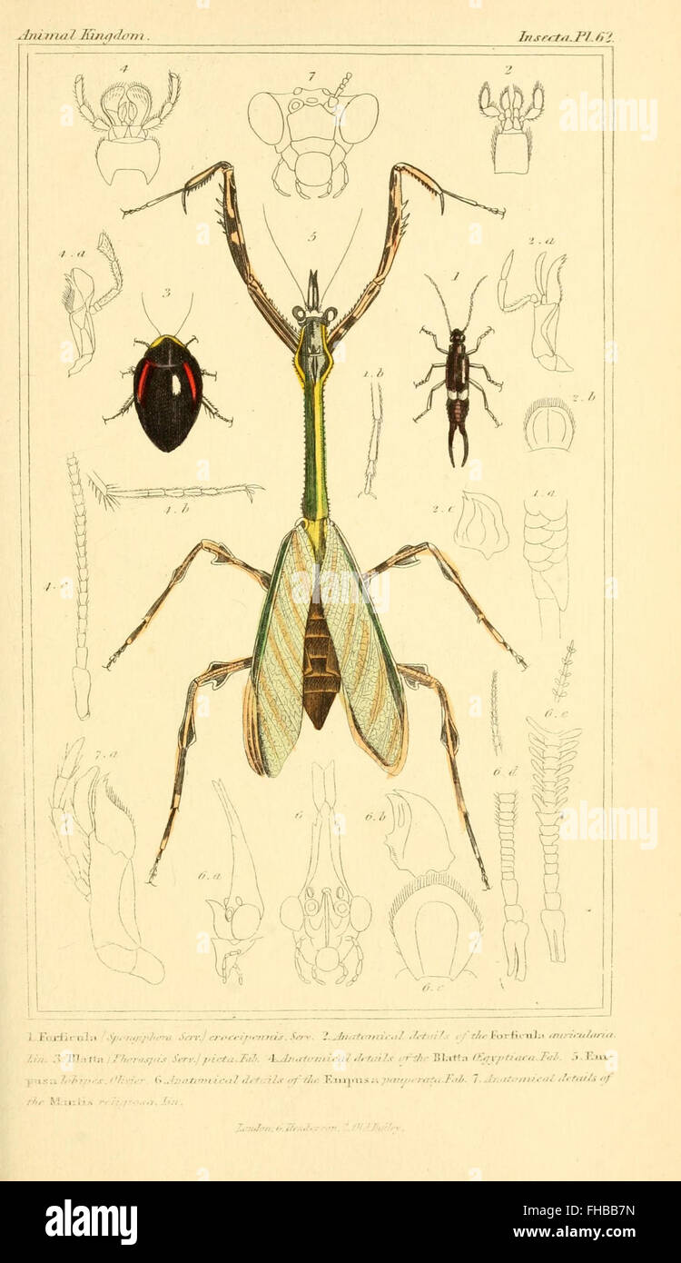 A work on the classification of animals, illustrating their natural ...