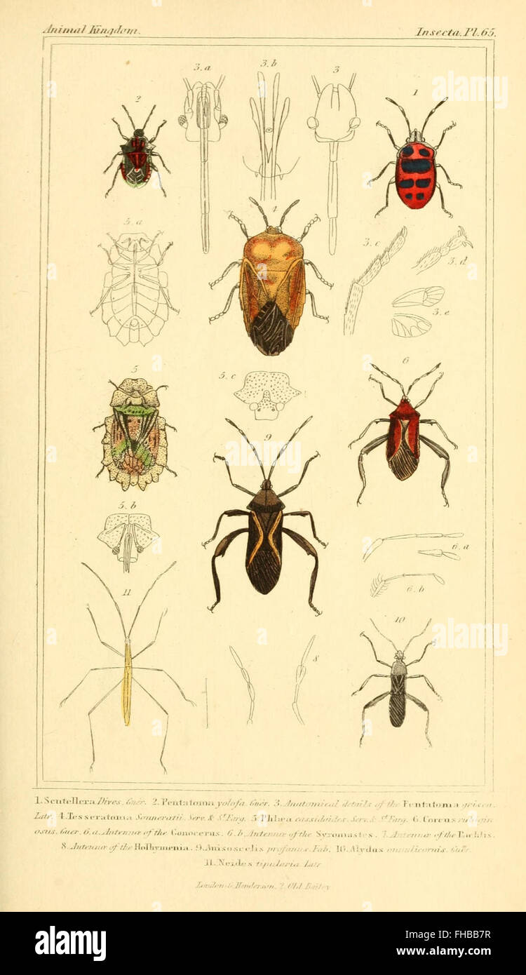 A foundational work on the organization of the animal kingdom ...