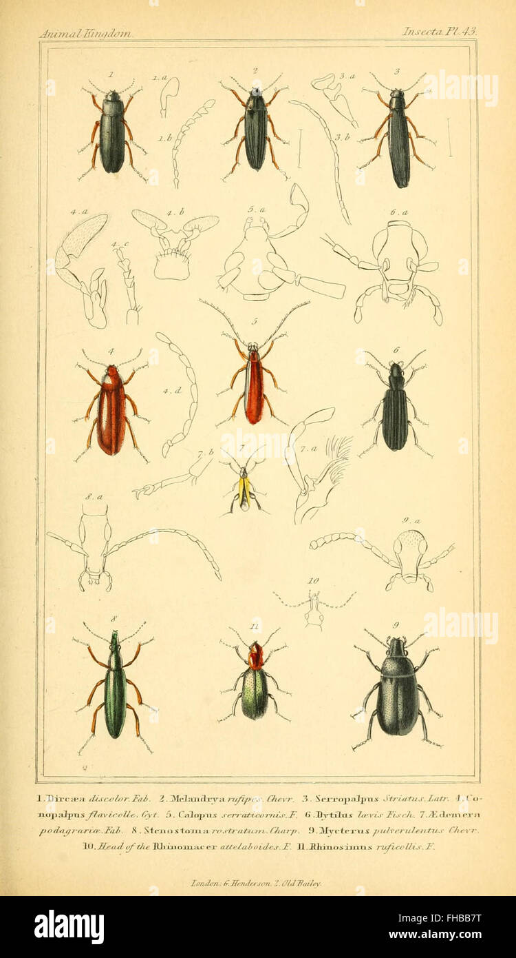 The Animal Kingdom, a classification of animals, natural history ...