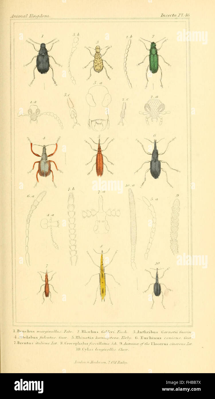 A foundational zoological work, organizing animals by their ...