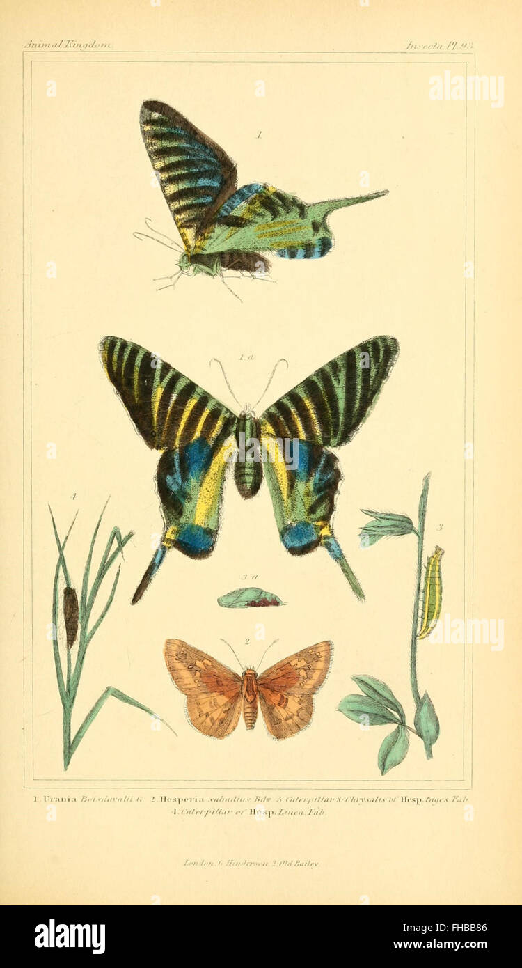 An organized classification of the animal kingdom, offering ...