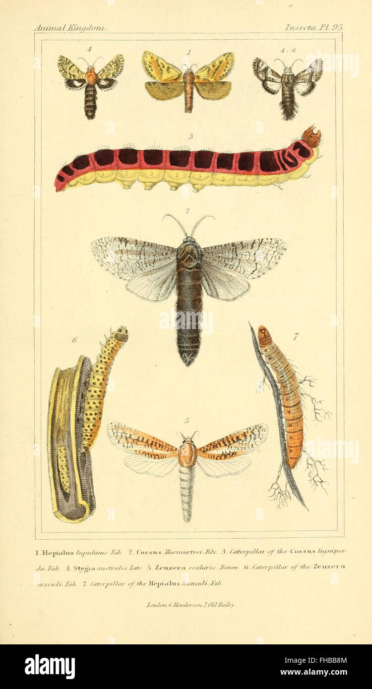 The animal kingdom, arranged according to its organization, serving as ...