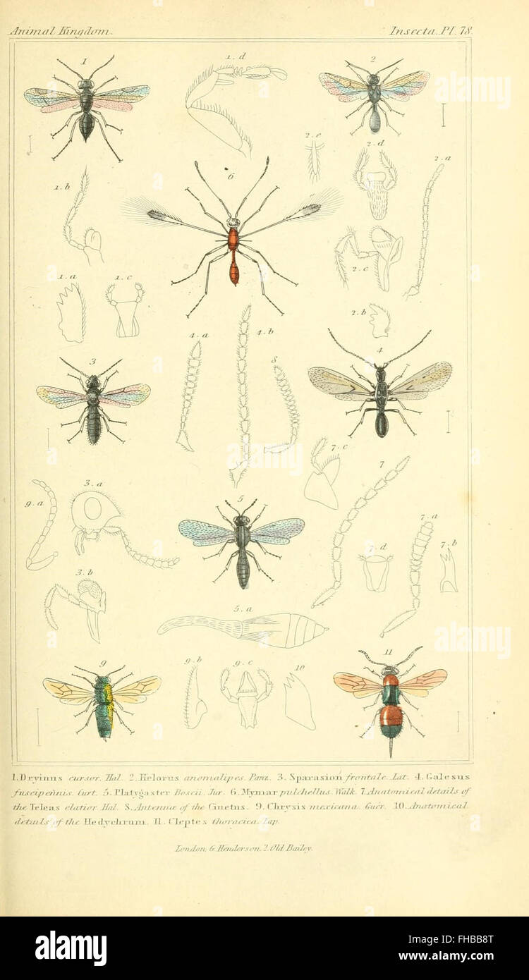 The Animal Kingdom, a detailed classification of animals based on their ...