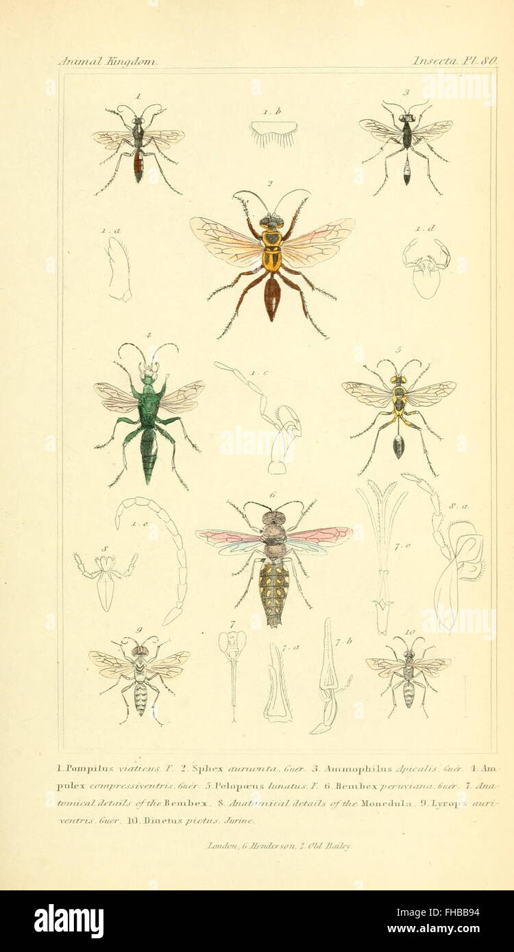A classification guide to the animal kingdom, providing a structured ...