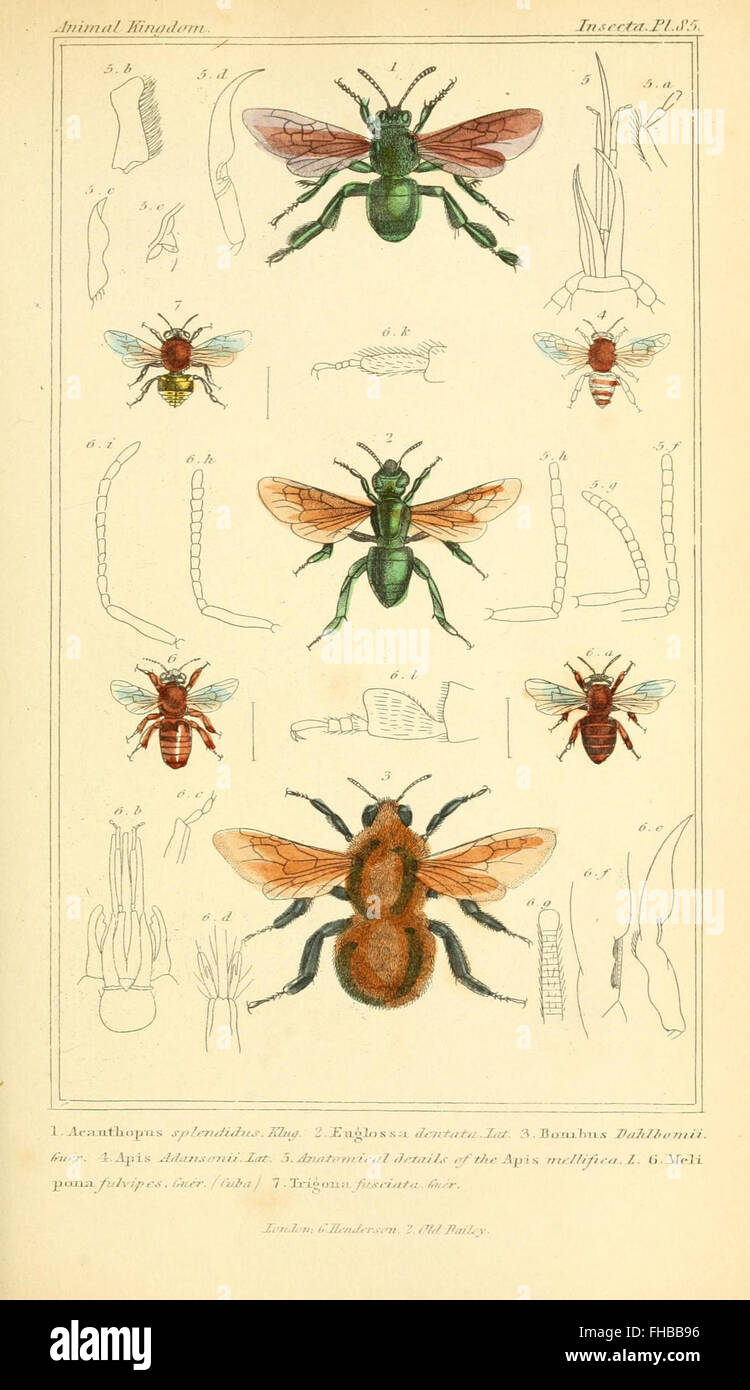 A foundational zoological work organizing animals by their ...