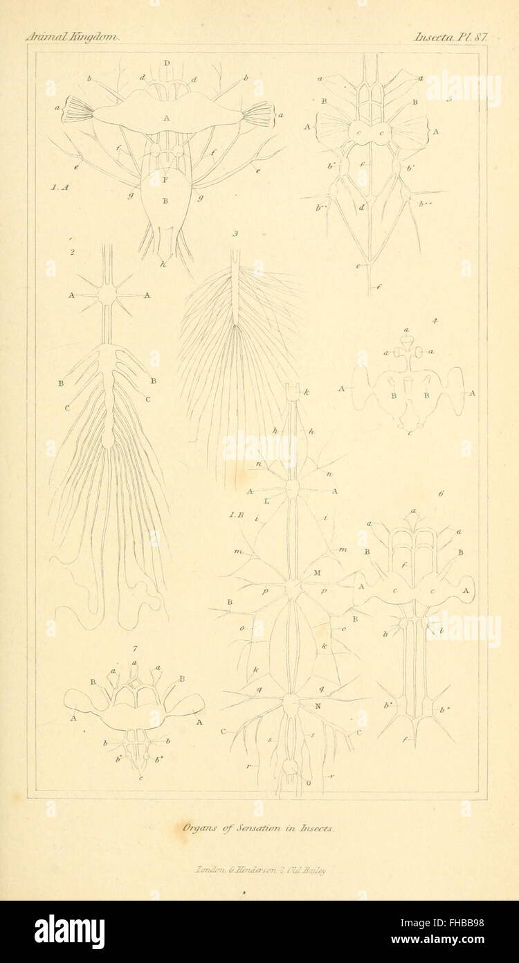 A comprehensive guide to the classification of animals, exploring the ...