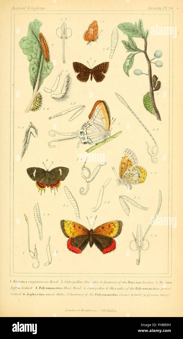 A foundational work in animal classification and natural history ...