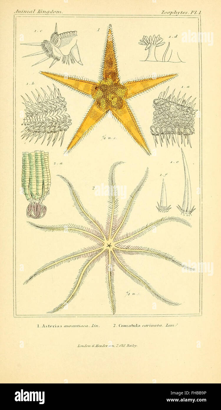 The Animal Kingdom, arranged according to its organization, serving as ...