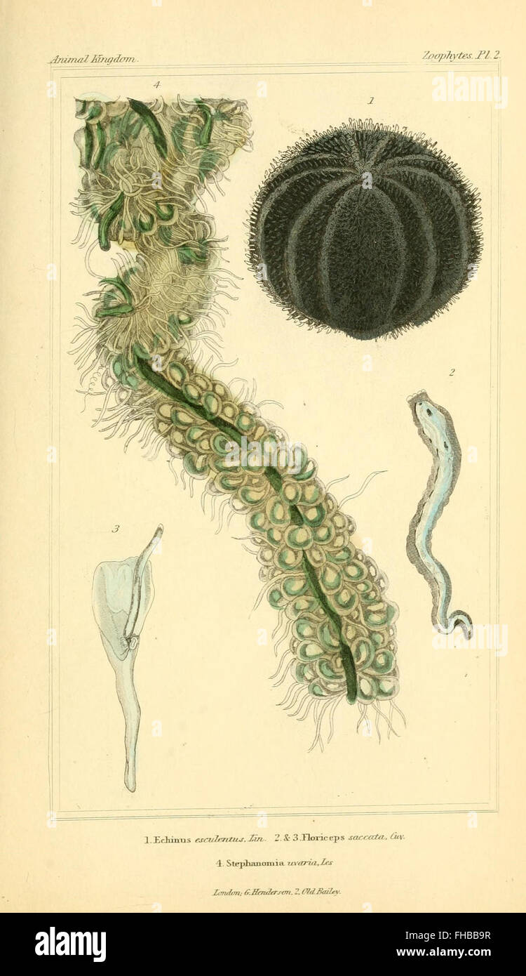 A foundational zoological work, organizing animal species based on ...