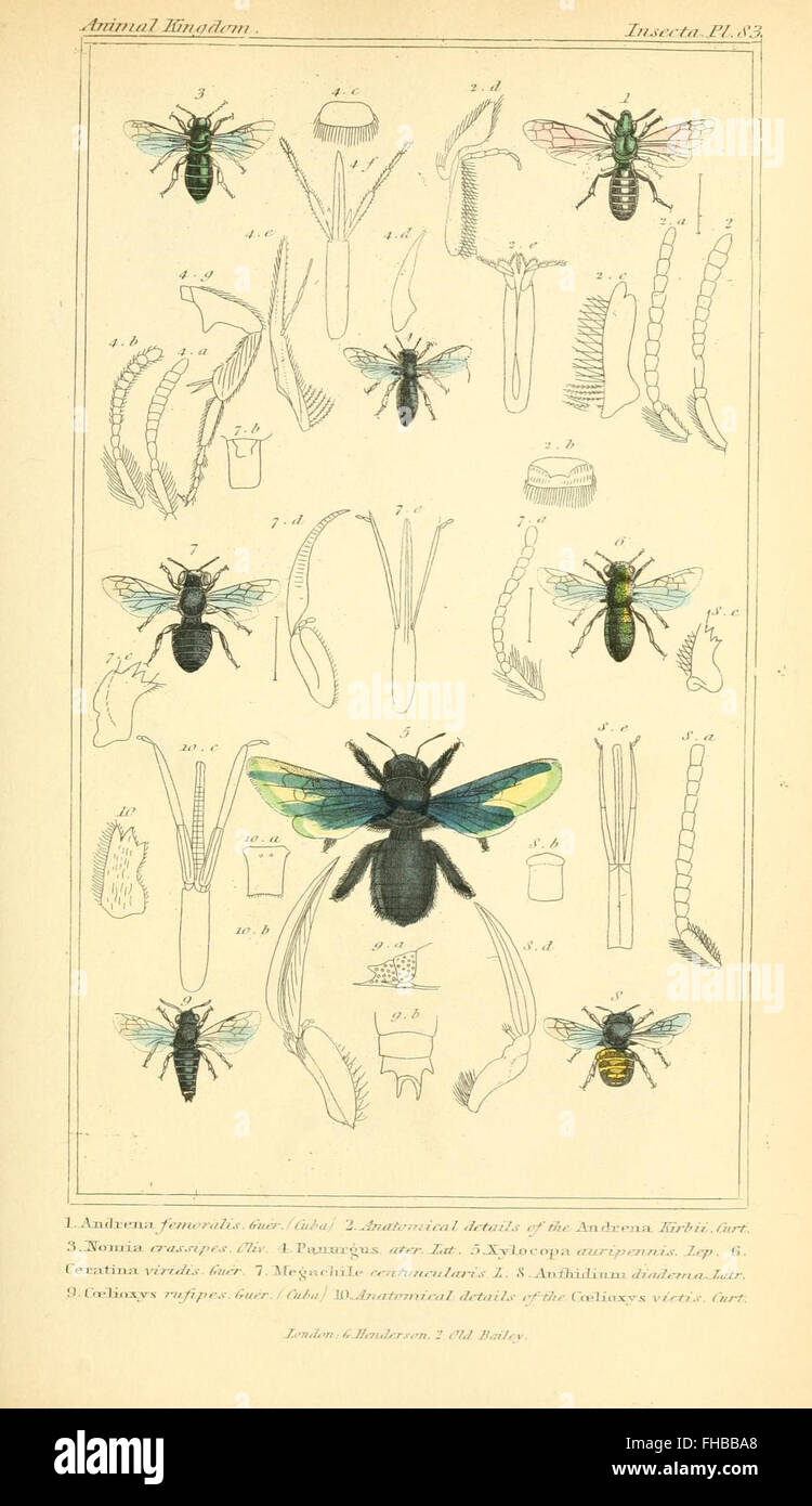 A foundational text on the classification of animals, exploring the ...