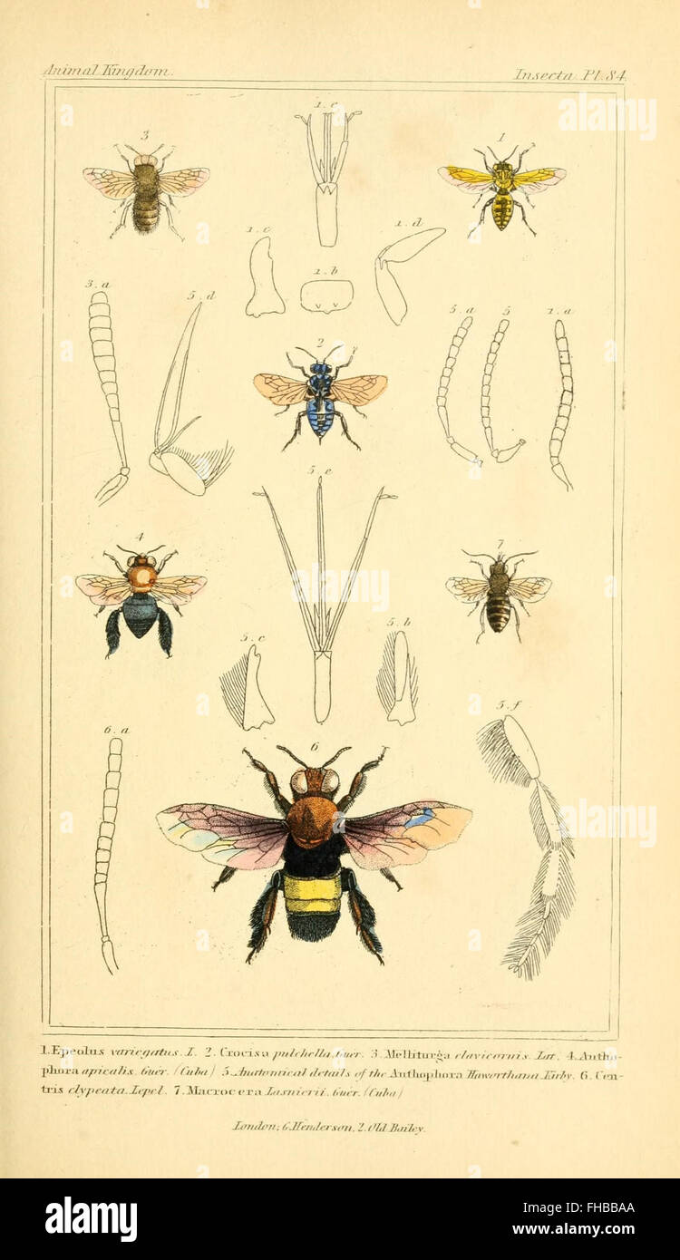 A foundational work on the classification of animals, organizing ...