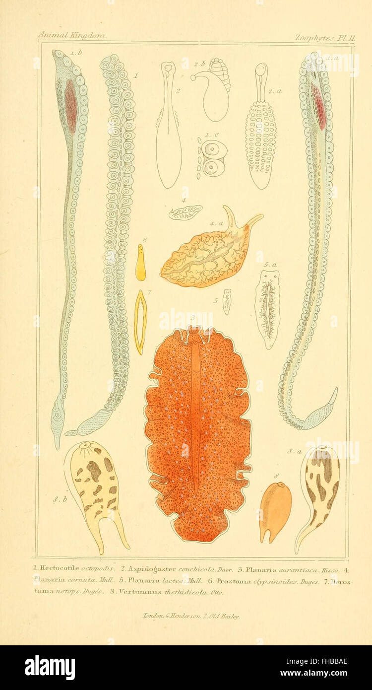 A comprehensive guide to the classification of animals, organized by ...