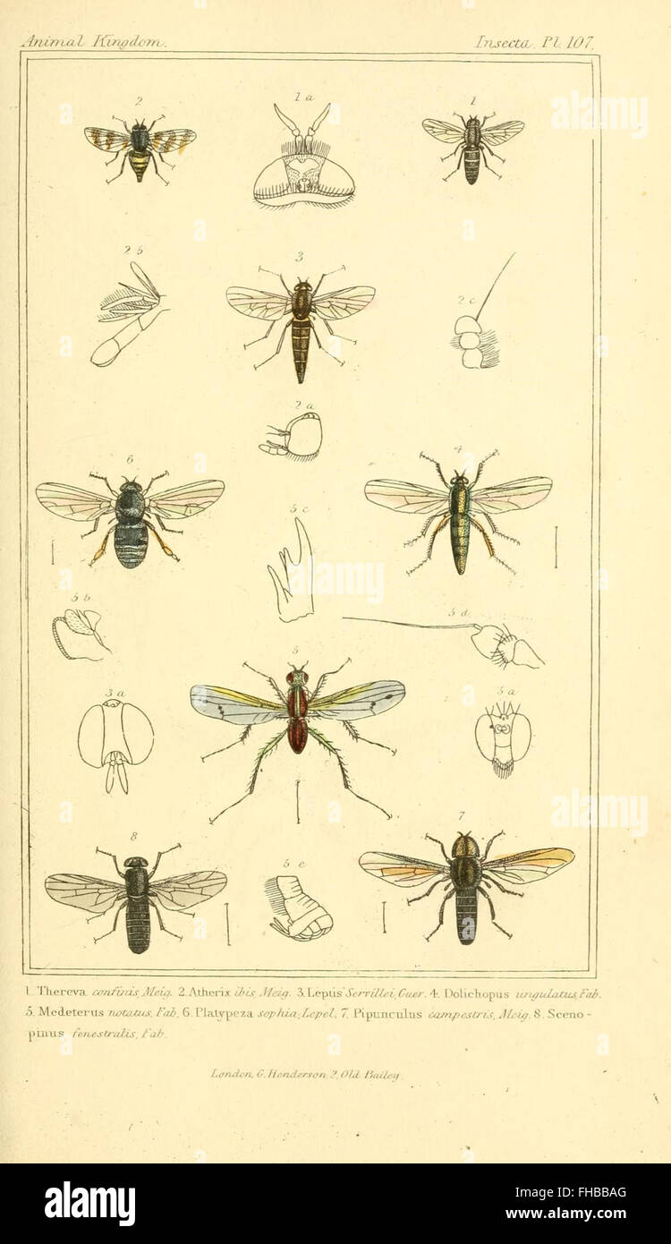 The Animal Kingdom, an important work in zoology, organizes animal ...