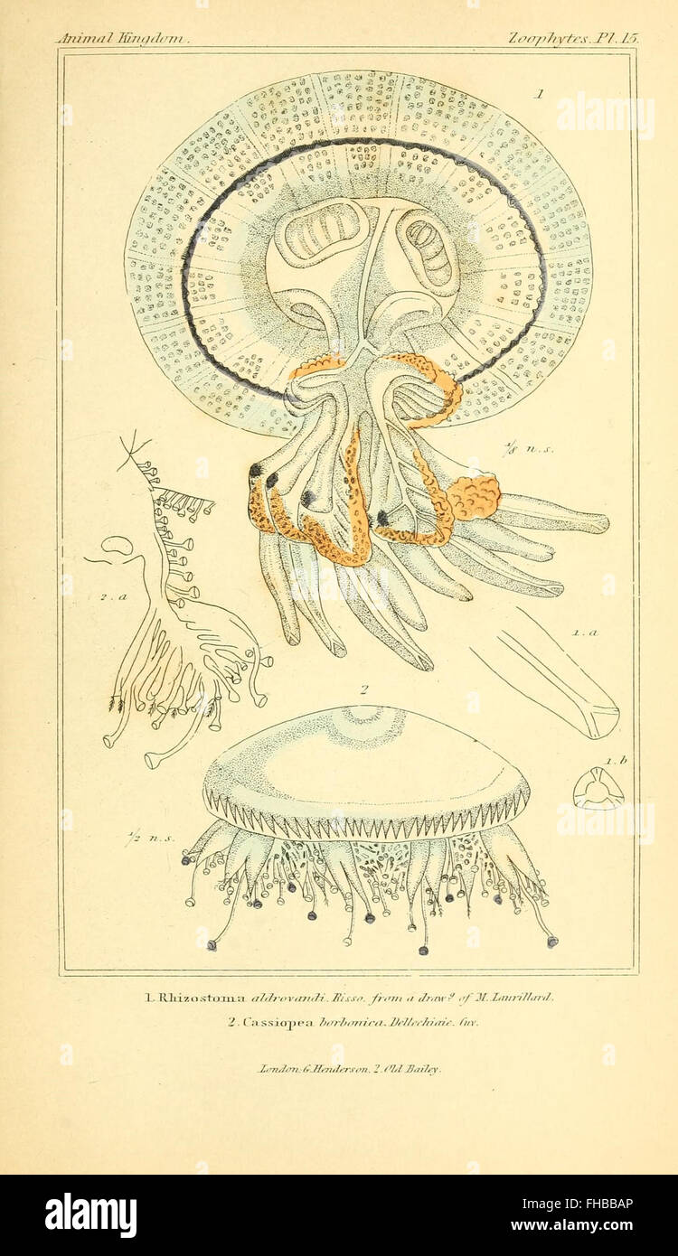 'The Animal Kingdom' offers an organized classification of animals ...