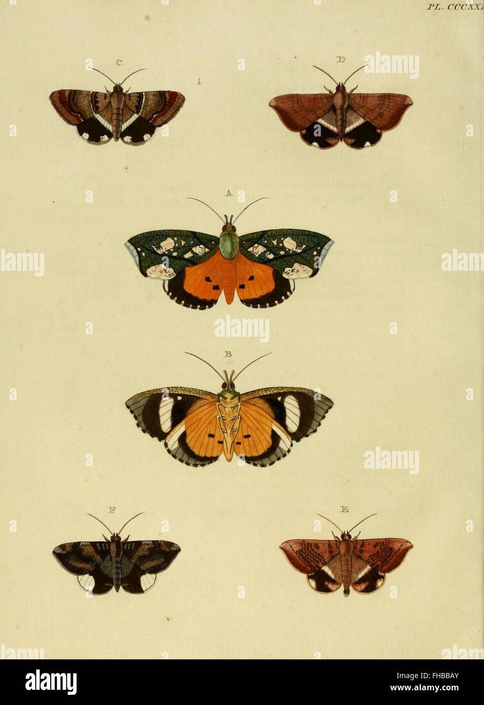 A catalog of Lepidoptera (butterflies and moths) from Suriname ...