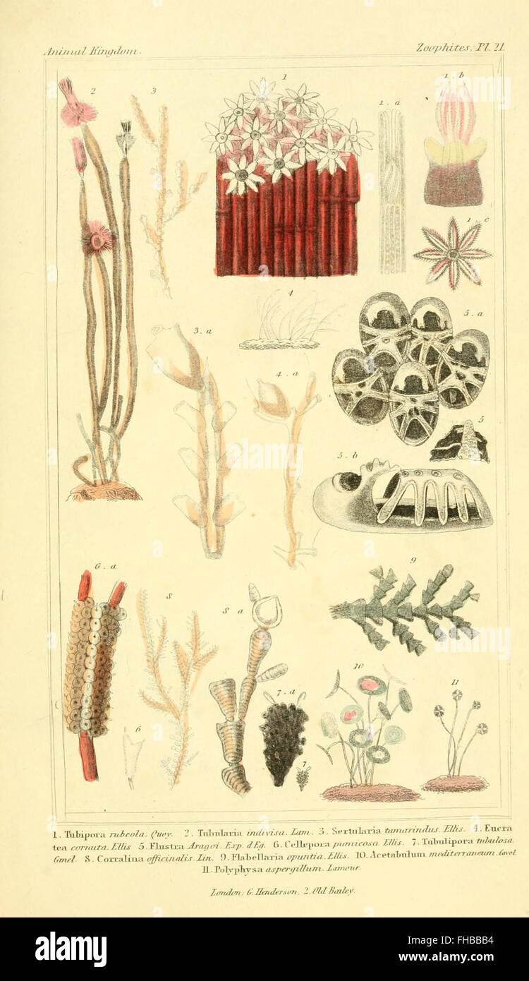 A comprehensive work on the classification of the animal kingdom ...