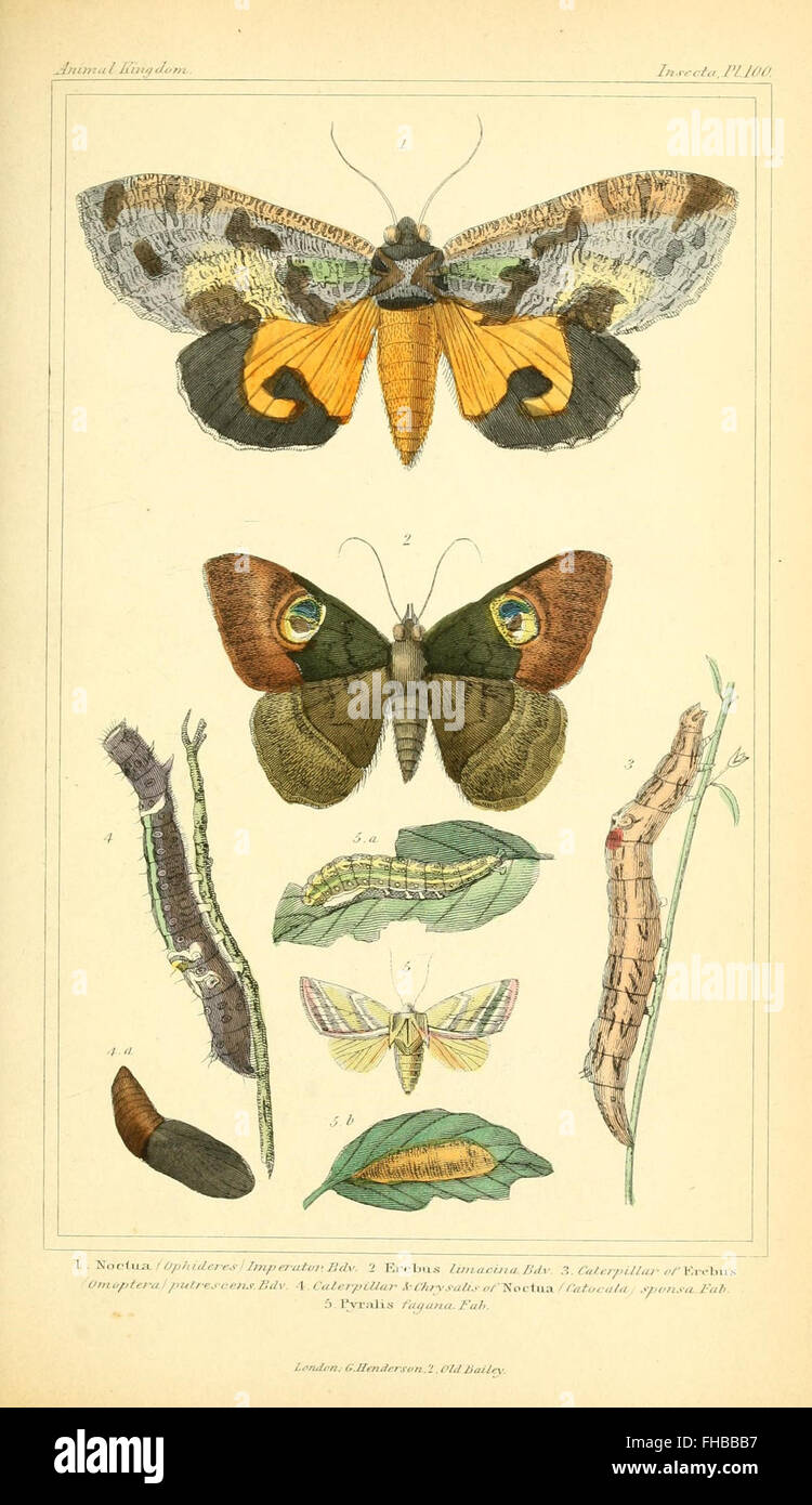 A classic work on animal classification and organization, providing ...