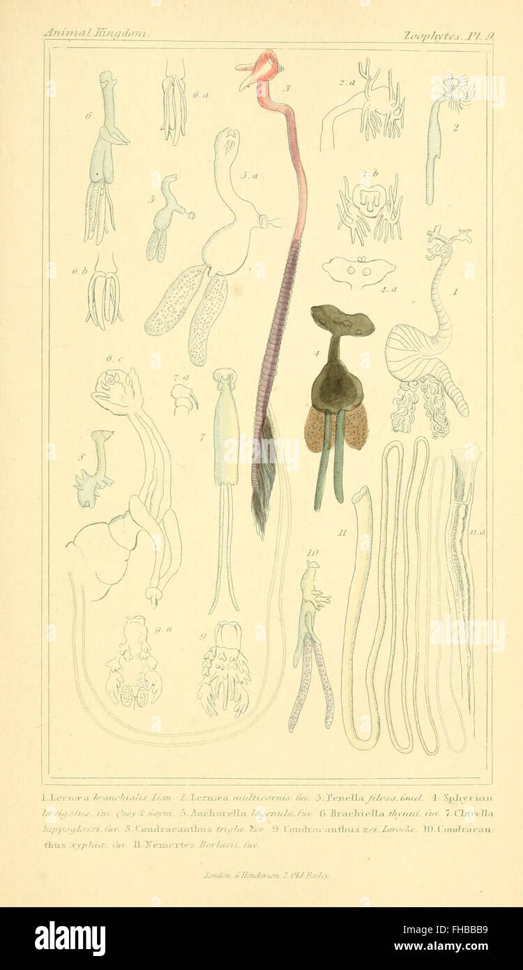 The animal kingdom, arranged according to its organization, serving as ...