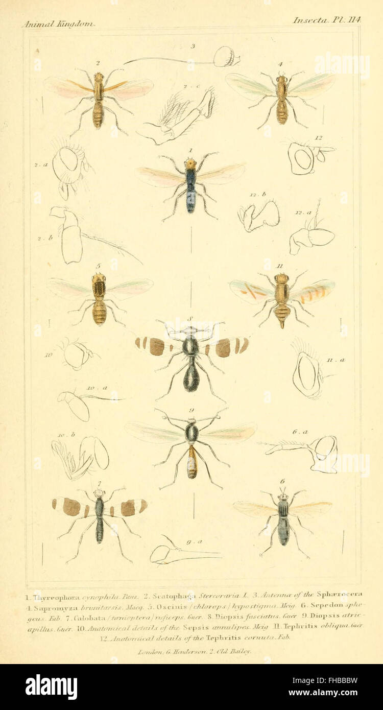 Illustration of the animal kingdom, organized by classification, as a ...