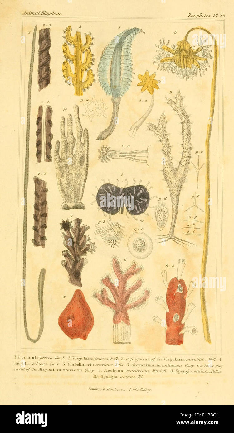 The animal kingdom, arranged according to its organization, serving as ...