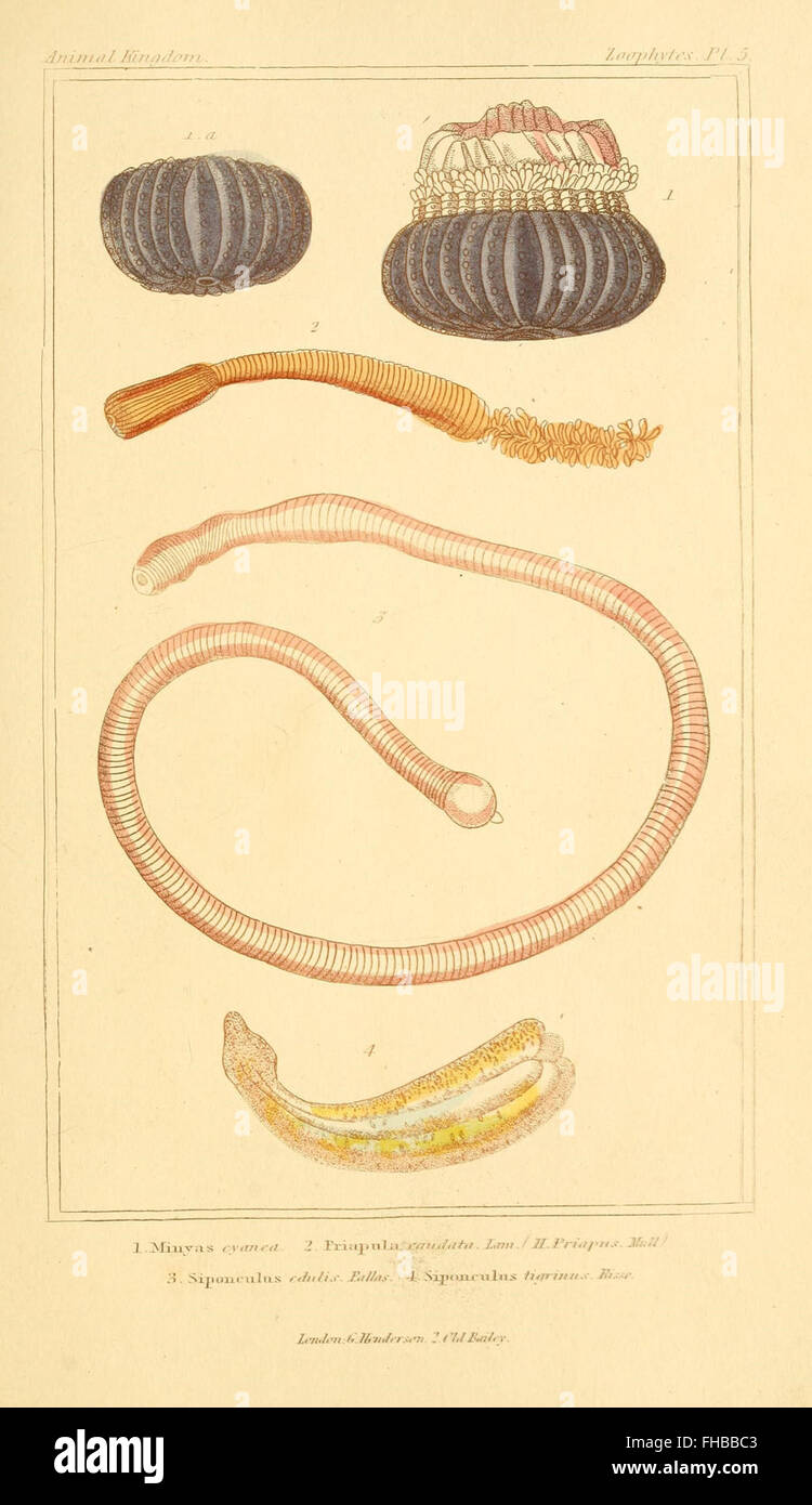 A comprehensive classification of animals, based on their ...