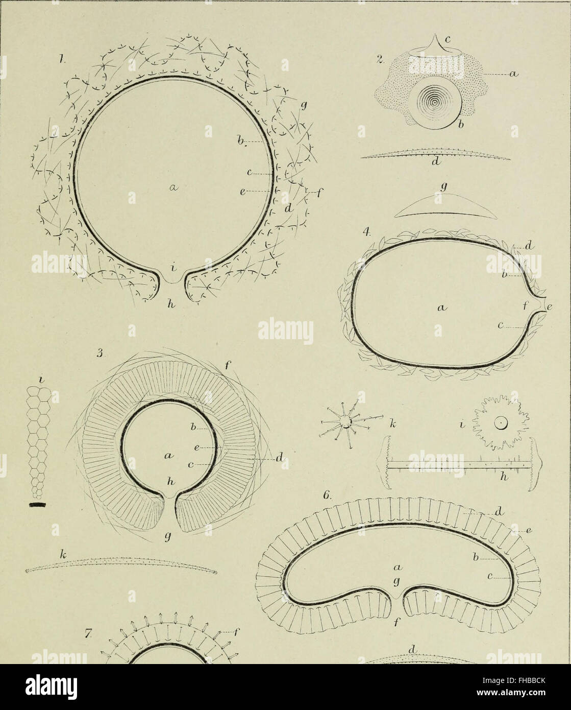A 1884 publication covering a wide range of natural history topics ...