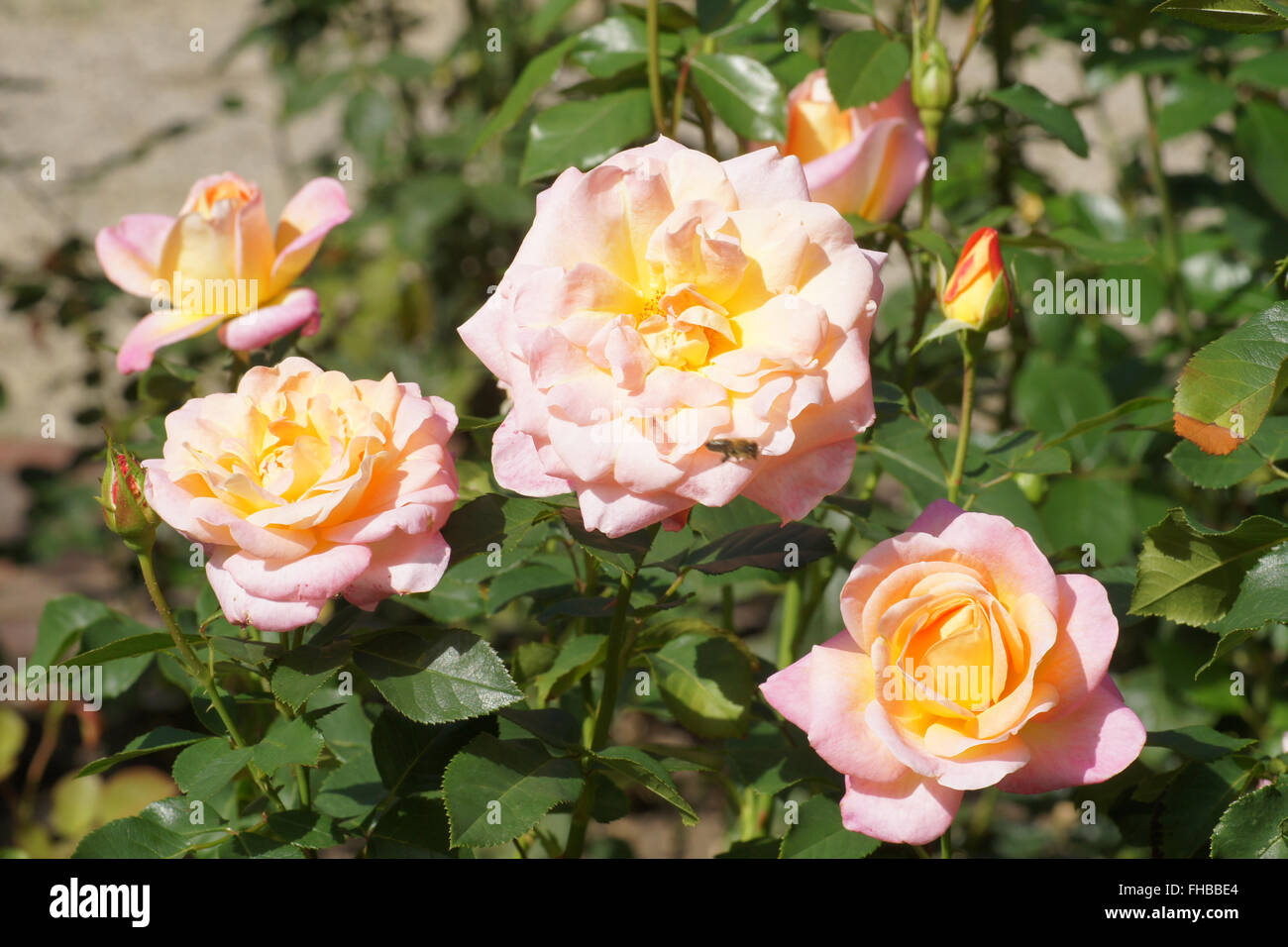 Rosa Inspiration, Hybrid-rose Stock Photo - Alamy