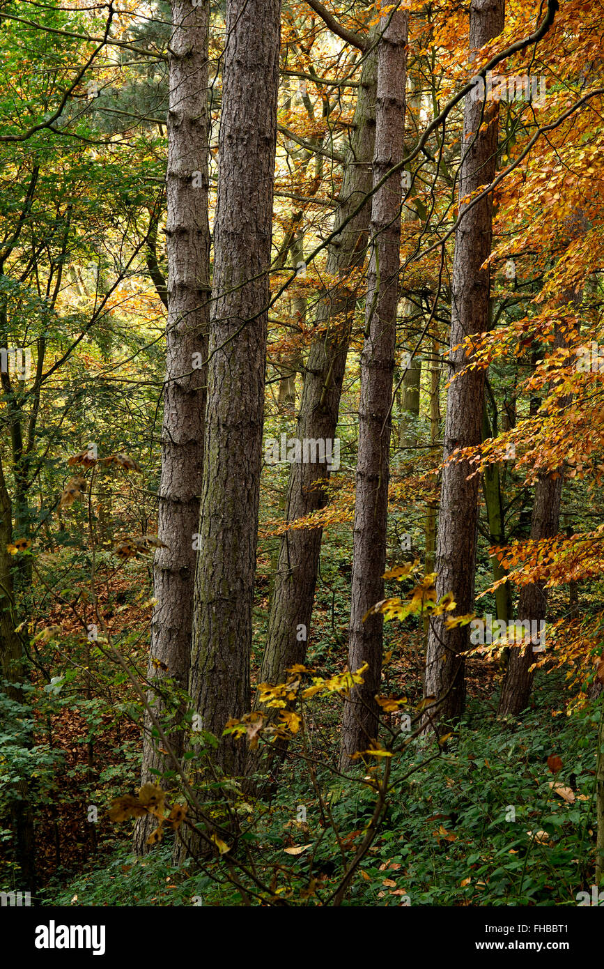 Woodland scenery hi-res stock photography and images - Alamy