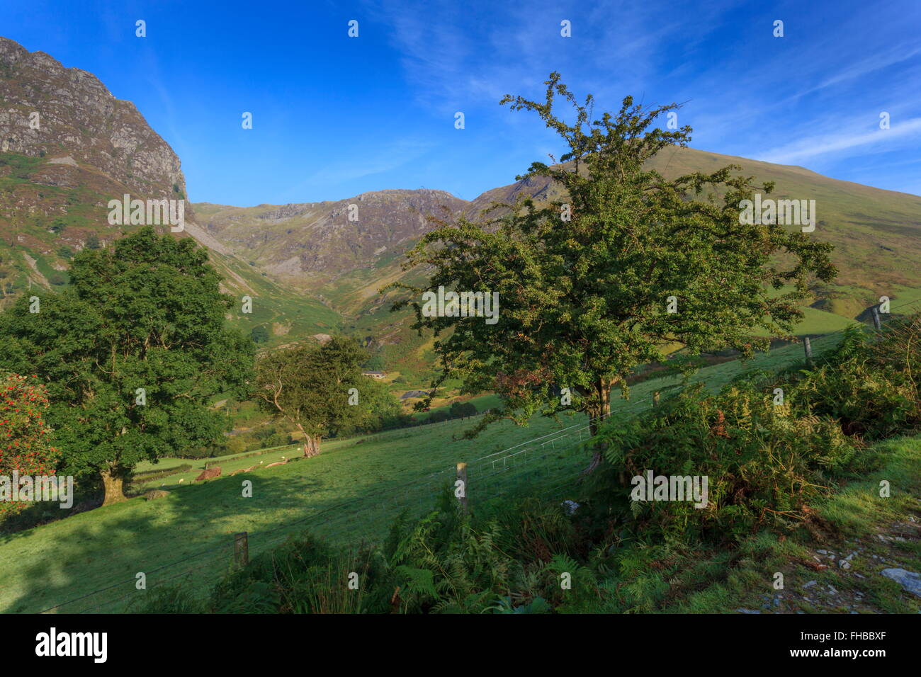 A Hawthorn tree sits on the side of Cwm Cywarch, a valley below Aran ...