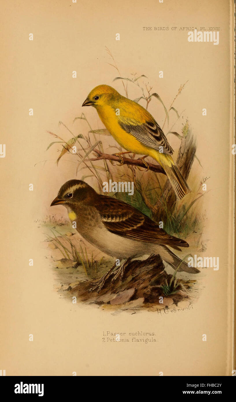 The Birds of Africa, Africa, Birds, Classification, Ethiopia ...