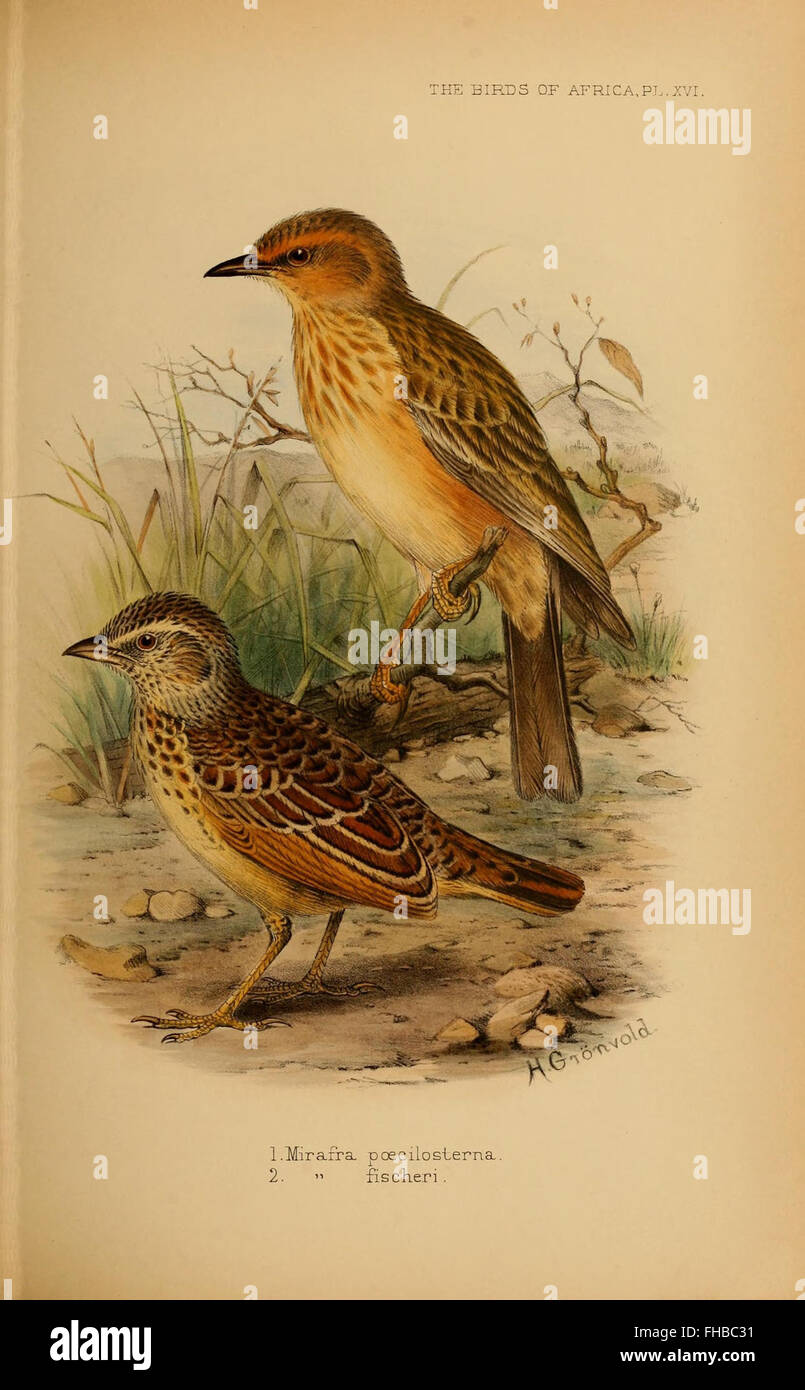 A comprehensive study of African bird species, their classification ...