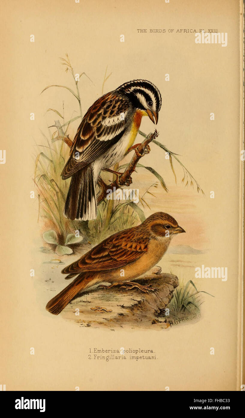 A comprehensive guide to the birds of Africa, focusing on bird ...